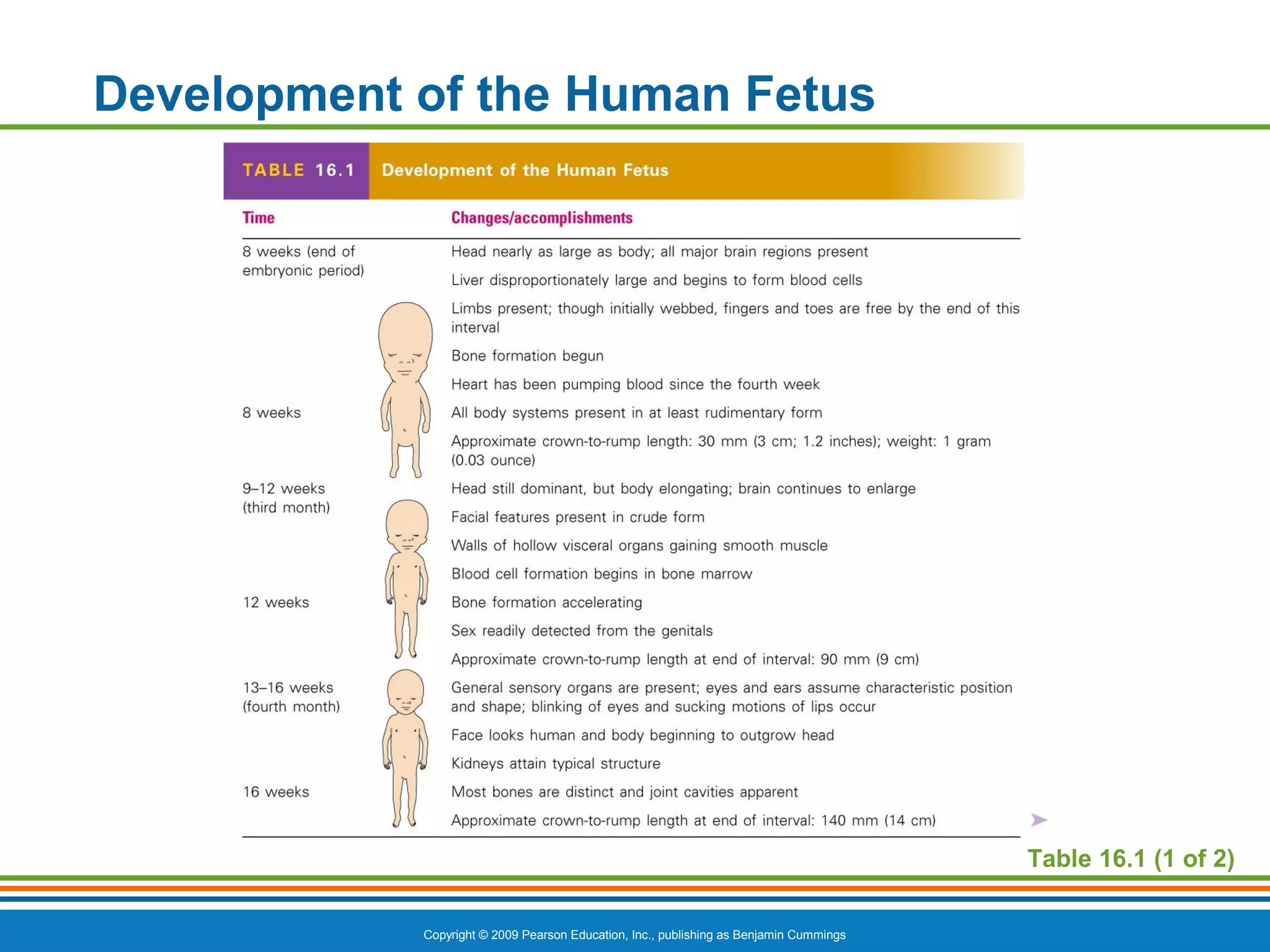 Ch16bppt fetal development honors | PPT