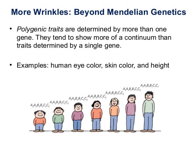 Polygenic Traits Height