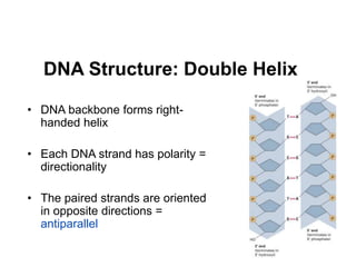Ch1&6IntroReplicationDNAManipulation.ppt