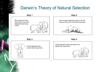 Ch 15 Evolution | PPT | Biological Sciences | Science