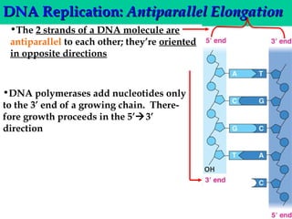 AP Bio Ch 16 part 2 | PPT