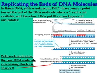 Shortening Of The Ends Of Linear Dna Molecules