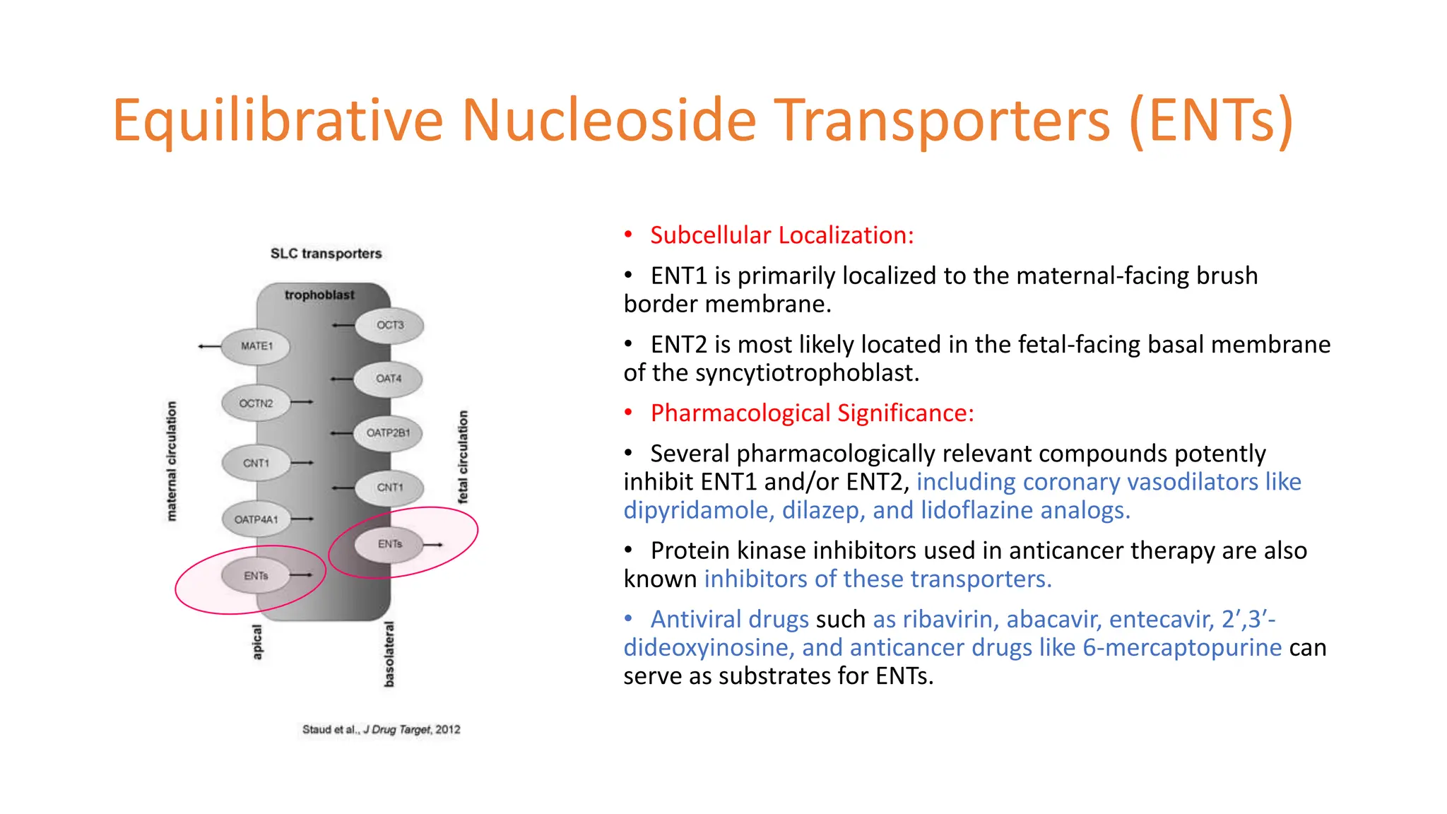 Drug Transporters in Placenta | PPTX