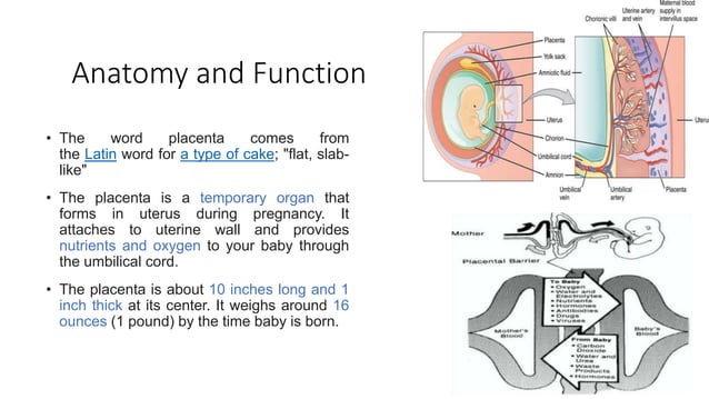 Drug Transporters in Placenta | PPTX | Pregnancy | Reproductive Health