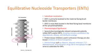 Drug Transporters in Placenta | PPTX