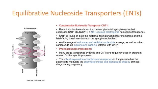 Drug Transporters in Placenta | PPTX | Pregnancy | Reproductive Health