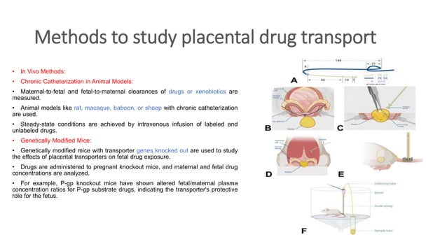 Drug Transporters in Placenta | PPTX | Pregnancy | Reproductive Health