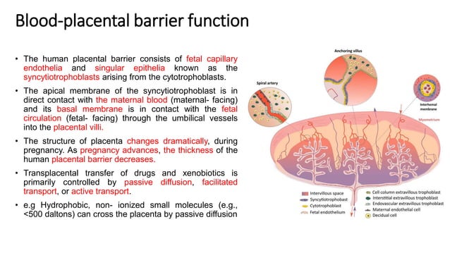 Drug Transporters in Placenta | PPTX | Pregnancy | Reproductive Health