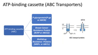 Drug Transporters in Placenta | PPTX