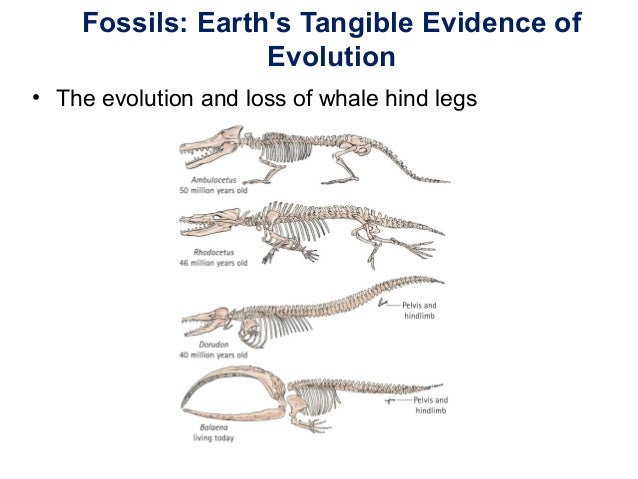 RTB: Serious Problems with Evolution - Page 56 - Evidence for God from ...