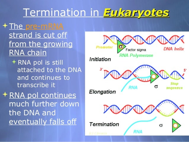 AP Bio Ch 17 part 1 translation