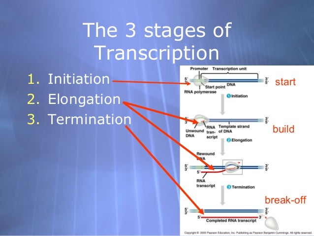 AP Biology Ch. 14 part 1 Transcription