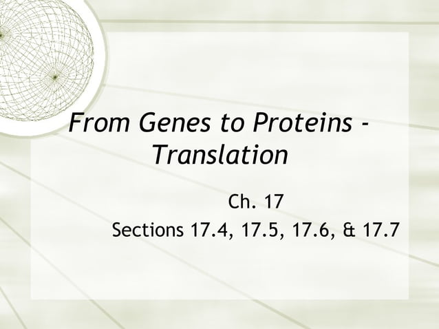 AP Bio Ch 17 part 2 translation | PPT | Programming Languages | Computing