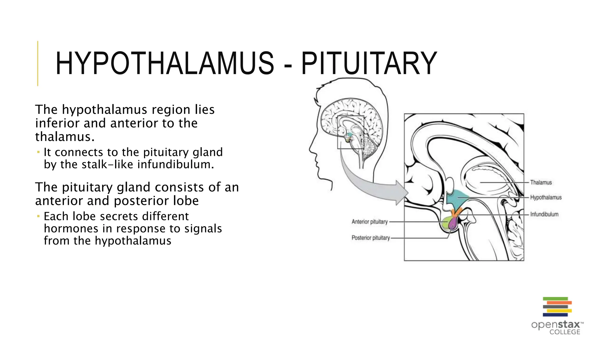 OpenStax Anatomy & Physiology 17 Endocrine System | PPTX