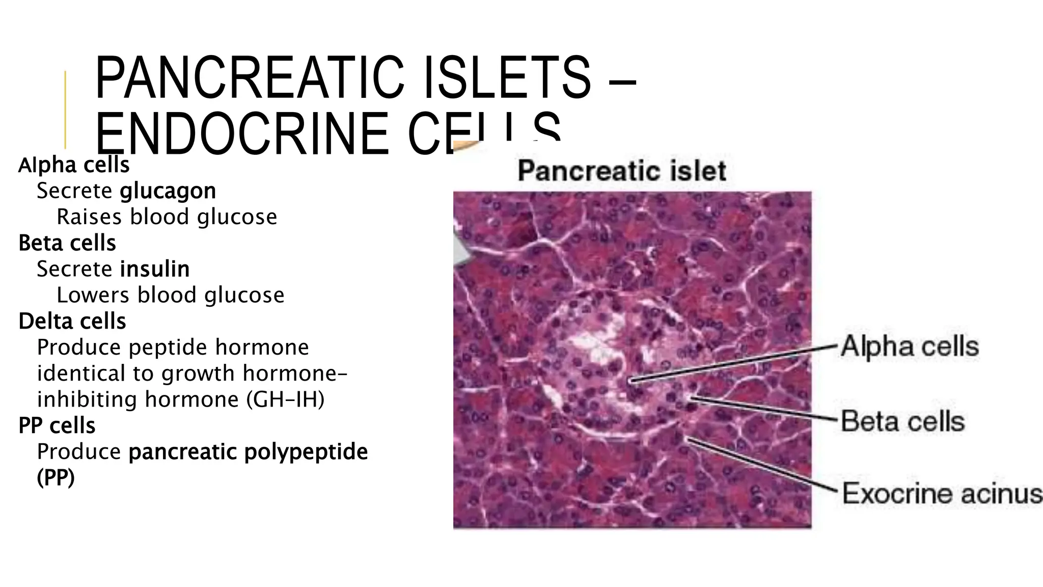 OpenStax Anatomy & Physiology 17 Endocrine System | PPTX
