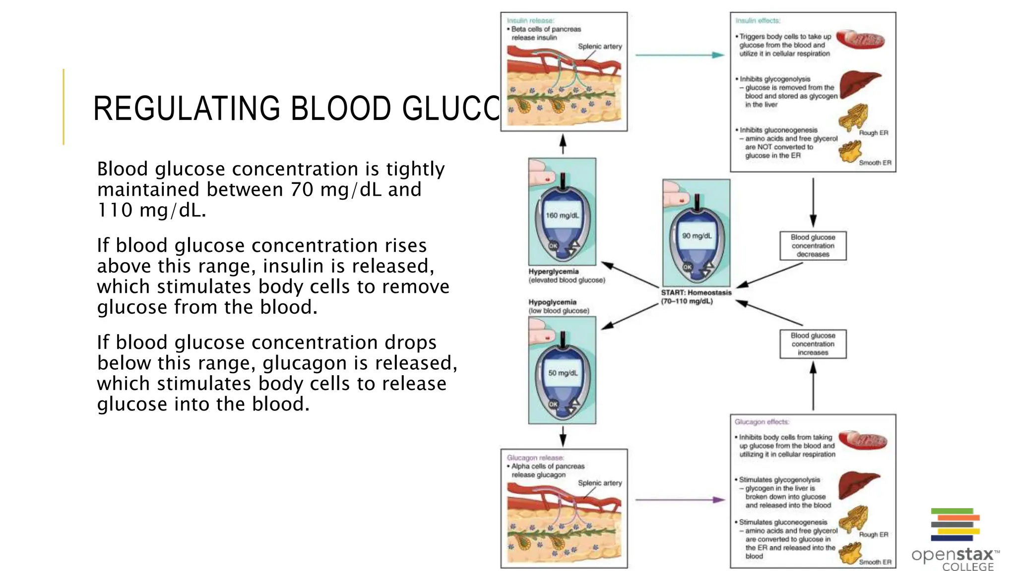 OpenStax Anatomy & Physiology 17 Endocrine System | PPTX