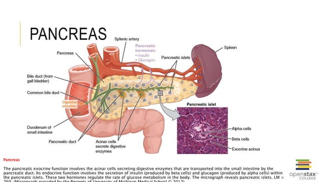 OpenStax Anatomy & Physiology 17 Endocrine System | PPTX | Endocrine ...