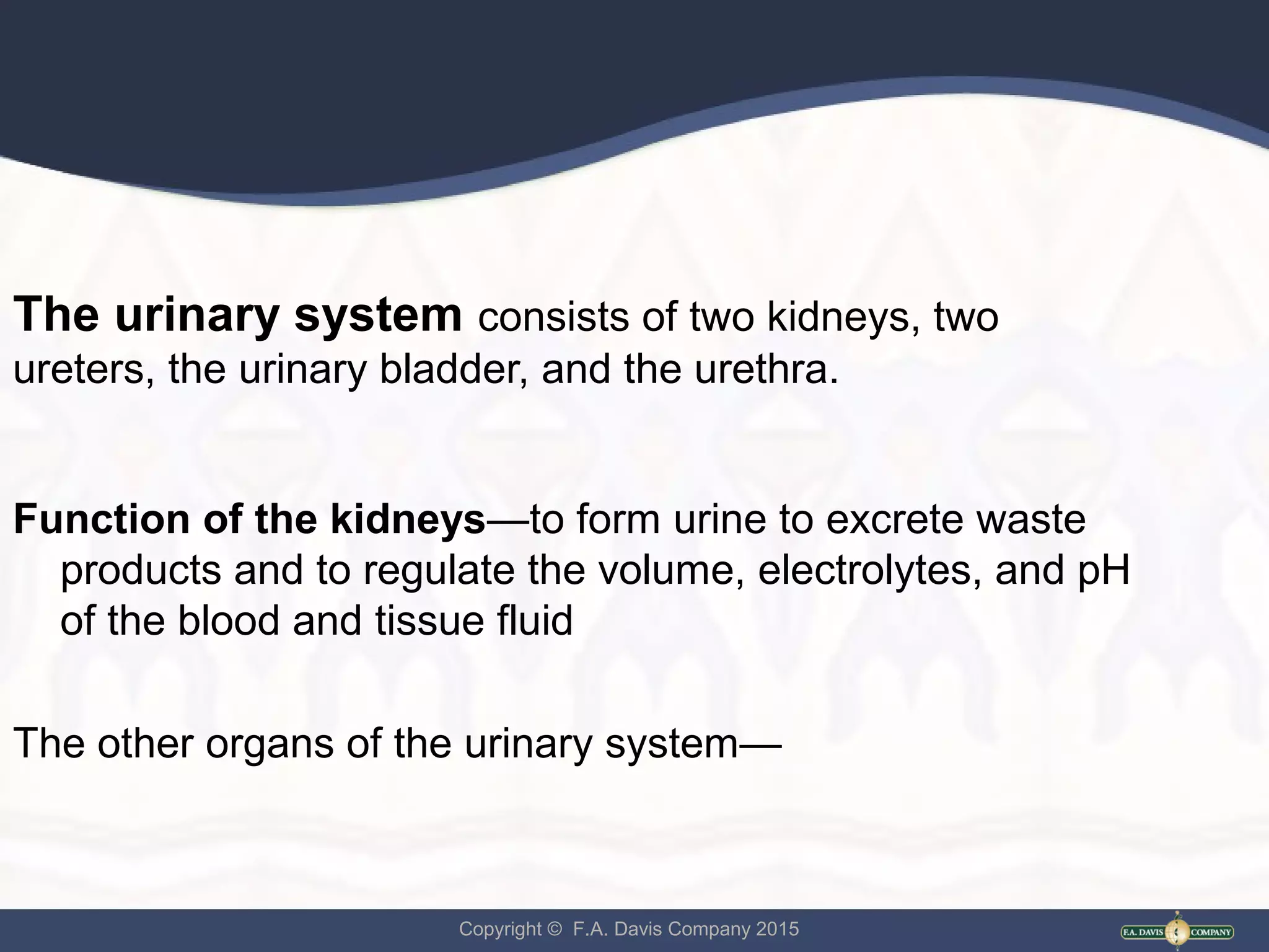 Ch 18 Urinary System | PPT