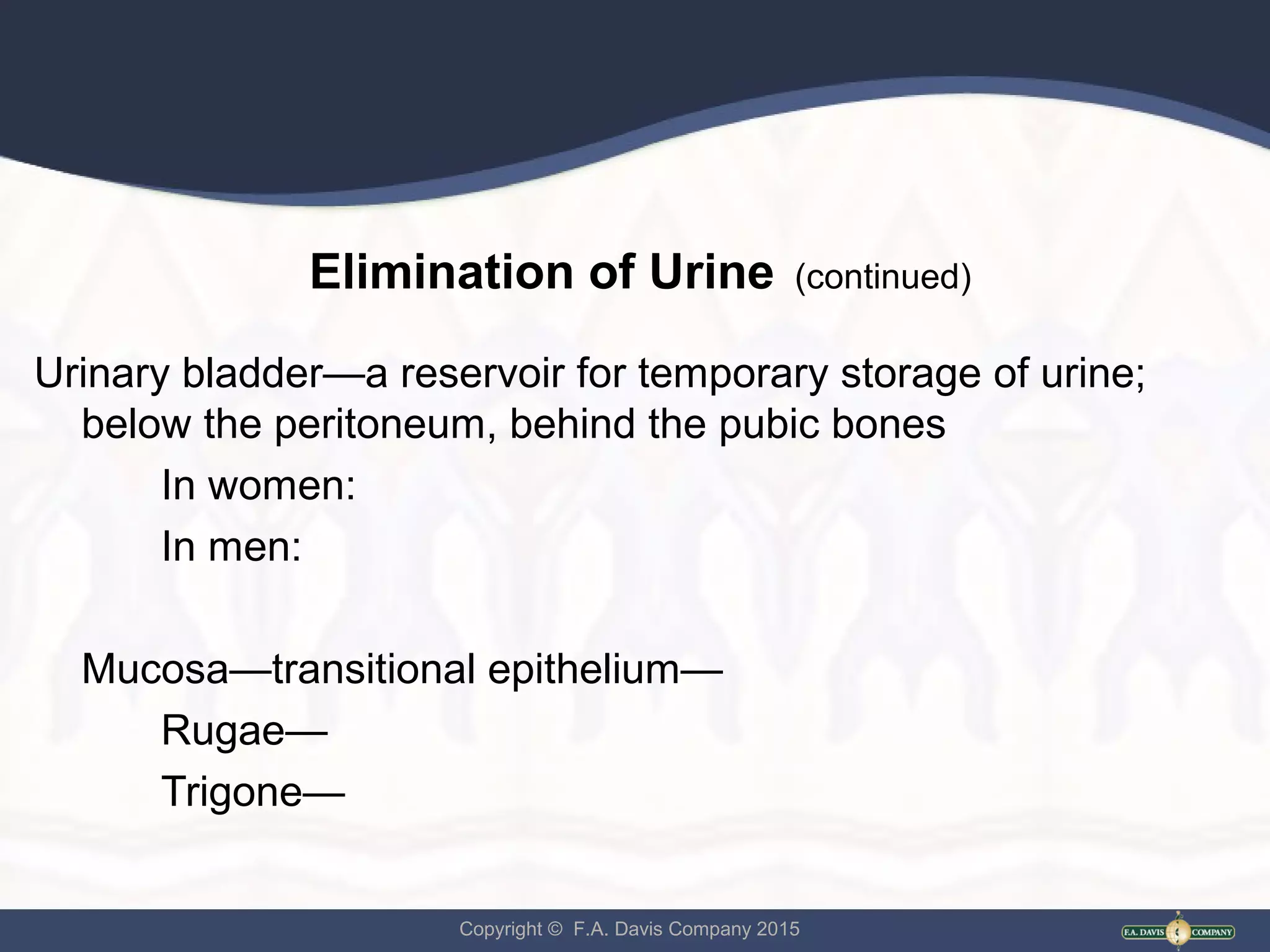 Ch 18 Urinary System | PPT