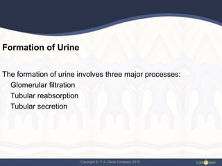 Ch 18 Urinary System | PPT
