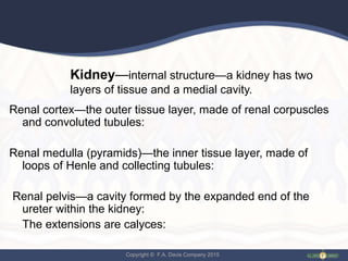 Ch 18 Urinary System | PPT