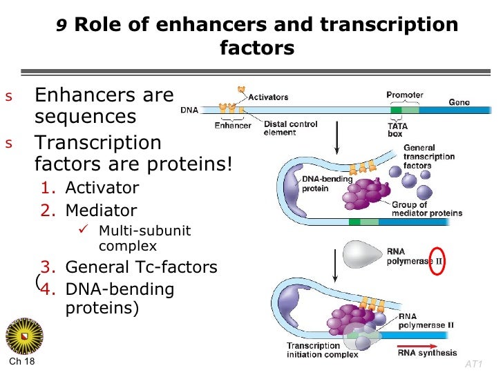 Role Of Enhancers And Activators In Transcription at Christopher ...