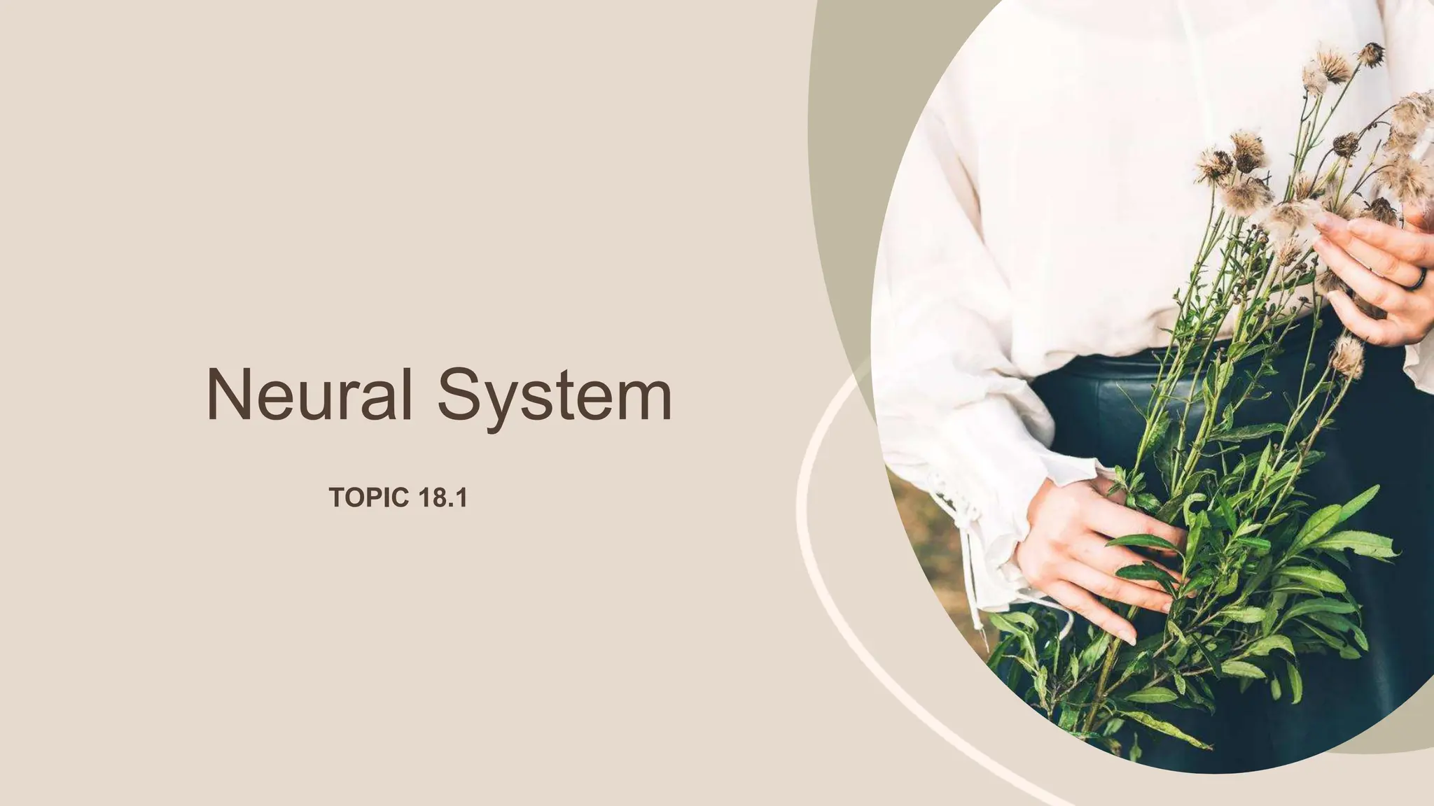 neural control and coordination chapter 19 | PPTX