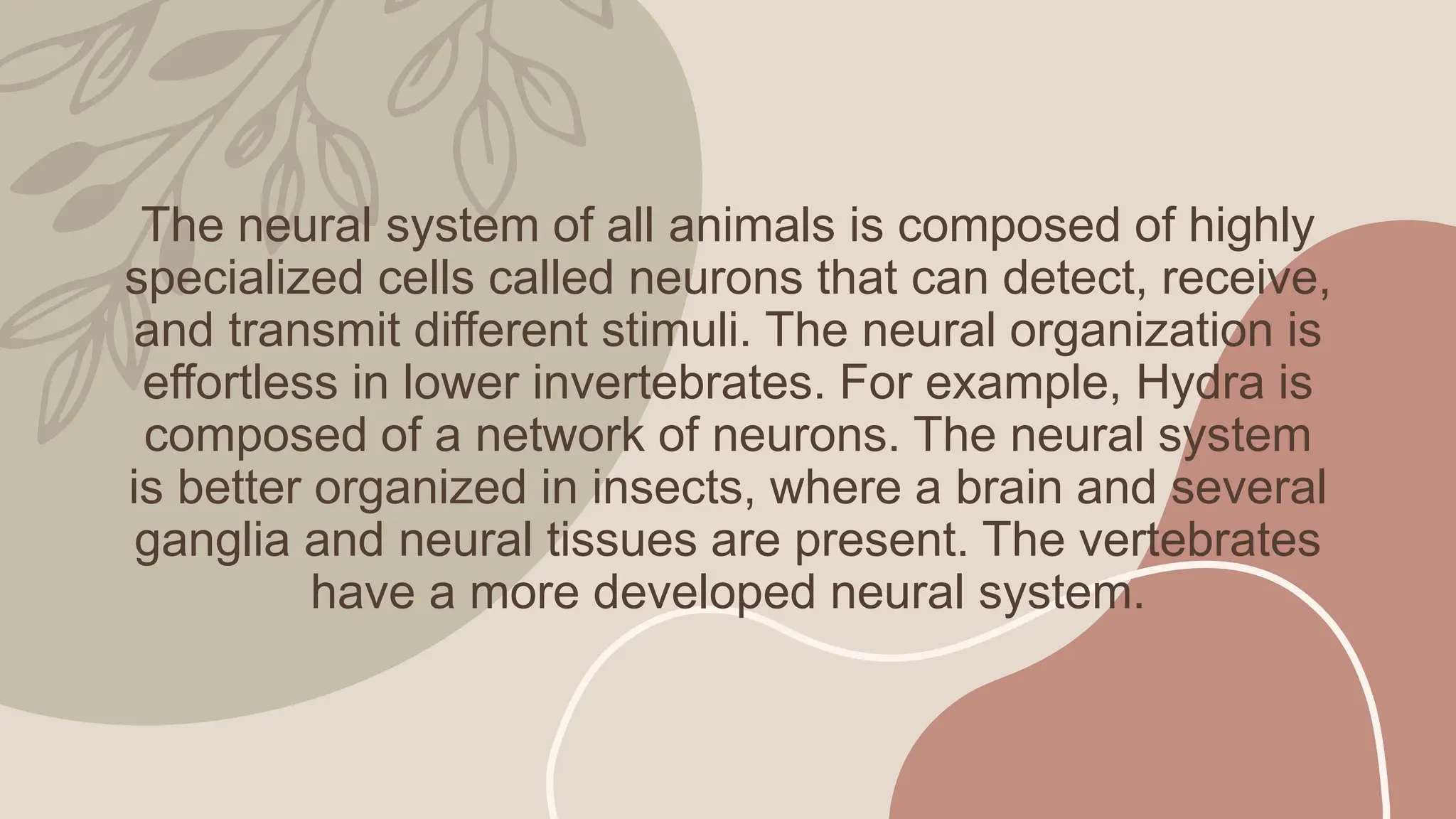 neural control and coordination chapter 19 | PPTX