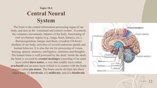 neural control and coordination chapter 19 | PPTX