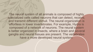 neural control and coordination chapter 19 | PPTX