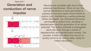 neural control and coordination chapter 19 | PPTX