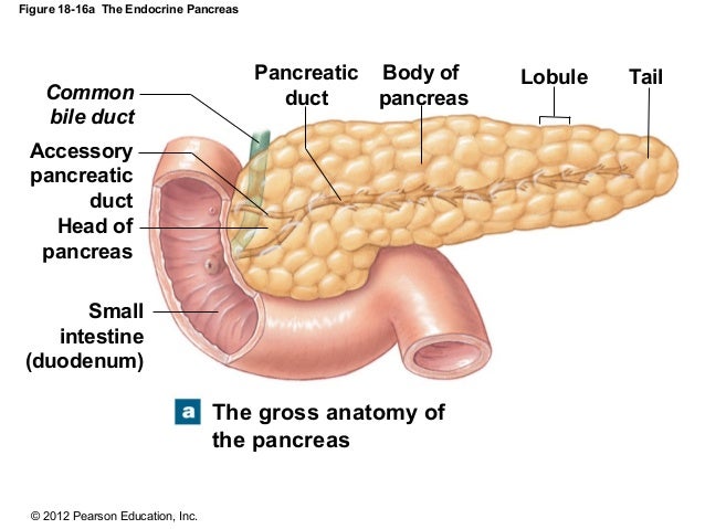 Ch 18_lecture_presentation