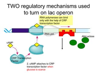 Lac Operon Animation