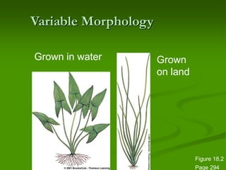 ch18_ Speciation.ppt