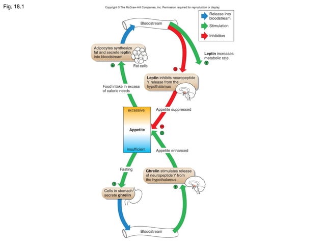 Chapter 18: Nutrition and Metabolism Hole's Human Anatomy and ...