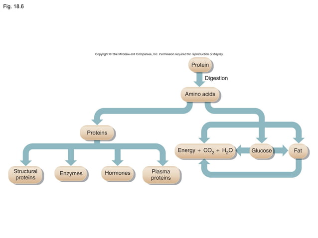 Chapter 18: Nutrition and Metabolism Hole's Human Anatomy and ...