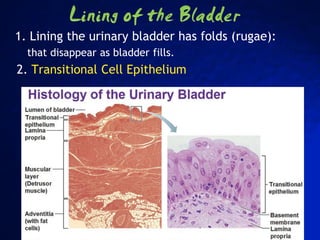 Ch 18 The Urinary System - student pt 3.pdf