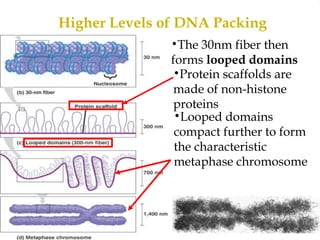 AP Biology Ch. 15, part 2 regulation of the eukaryotic genome | PPT