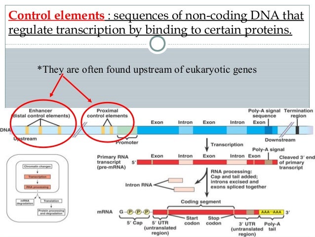AP Biology Ch. 15, part 2 regulation of the eukaryotic genome