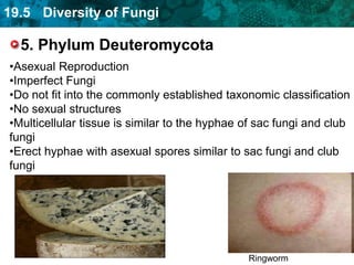 Ch 19 5 6 Fungi- Revised.ppt