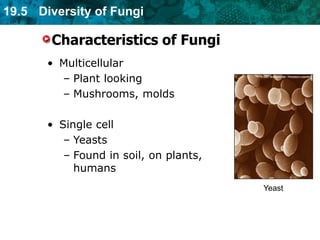 Ch 19 5 6 Fungi- Revised.ppt