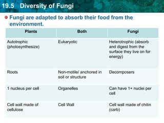 Ch 19 5 6 Fungi- Revised.ppt