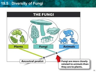 Ch 19 5 6 Fungi- Revised.ppt