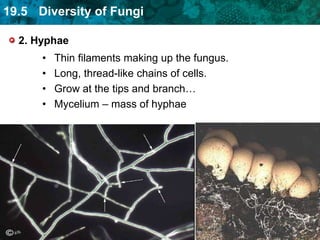 Ch 19 5 6 Fungi- Revised.ppt