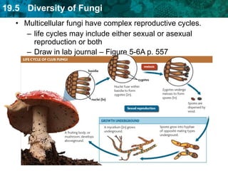 Multicellular Fungi