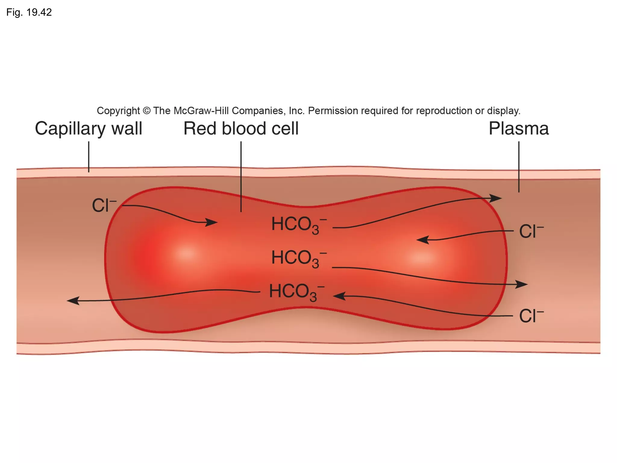 Chapter 19: Respiratory System Hole's Human Anatomy and Physiology | PPT