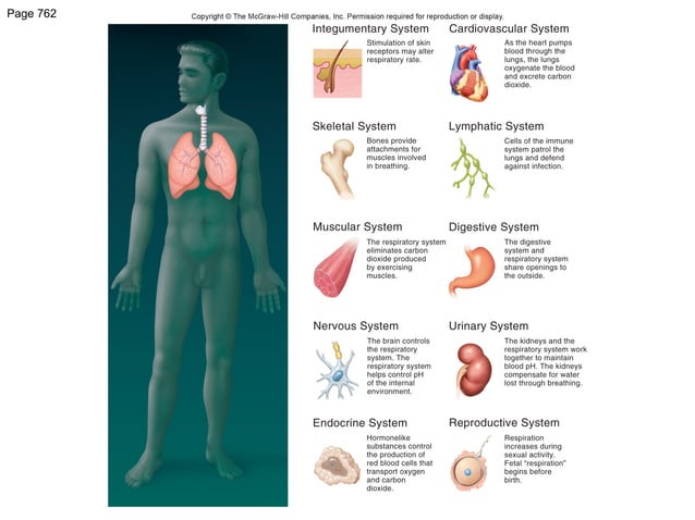 Chapter 19: Respiratory System Hole's Human Anatomy and Physiology | PPT