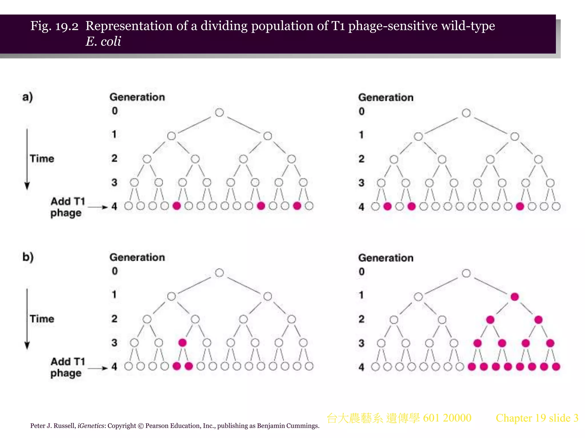 ch19 supplementary mutation.ppt