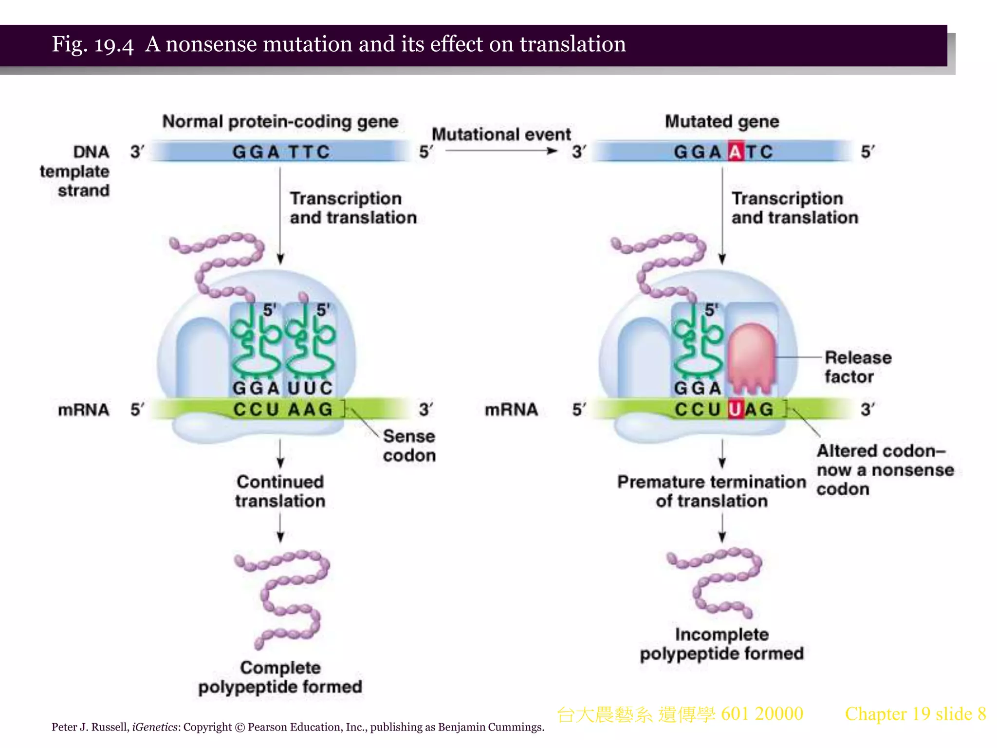 ch19 supplementary mutation.ppt