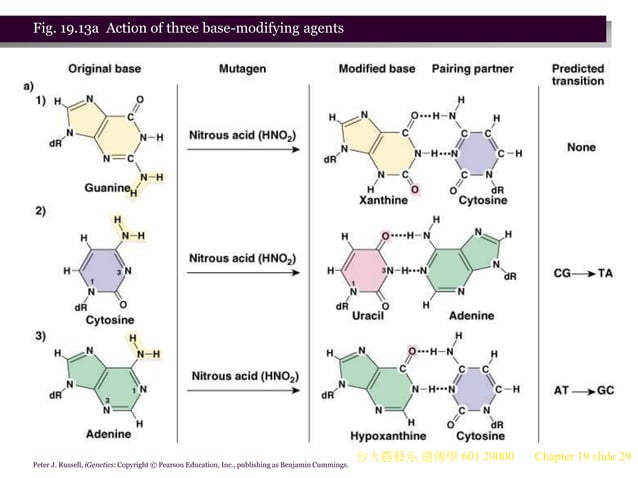ch19 supplementary mutation.ppt